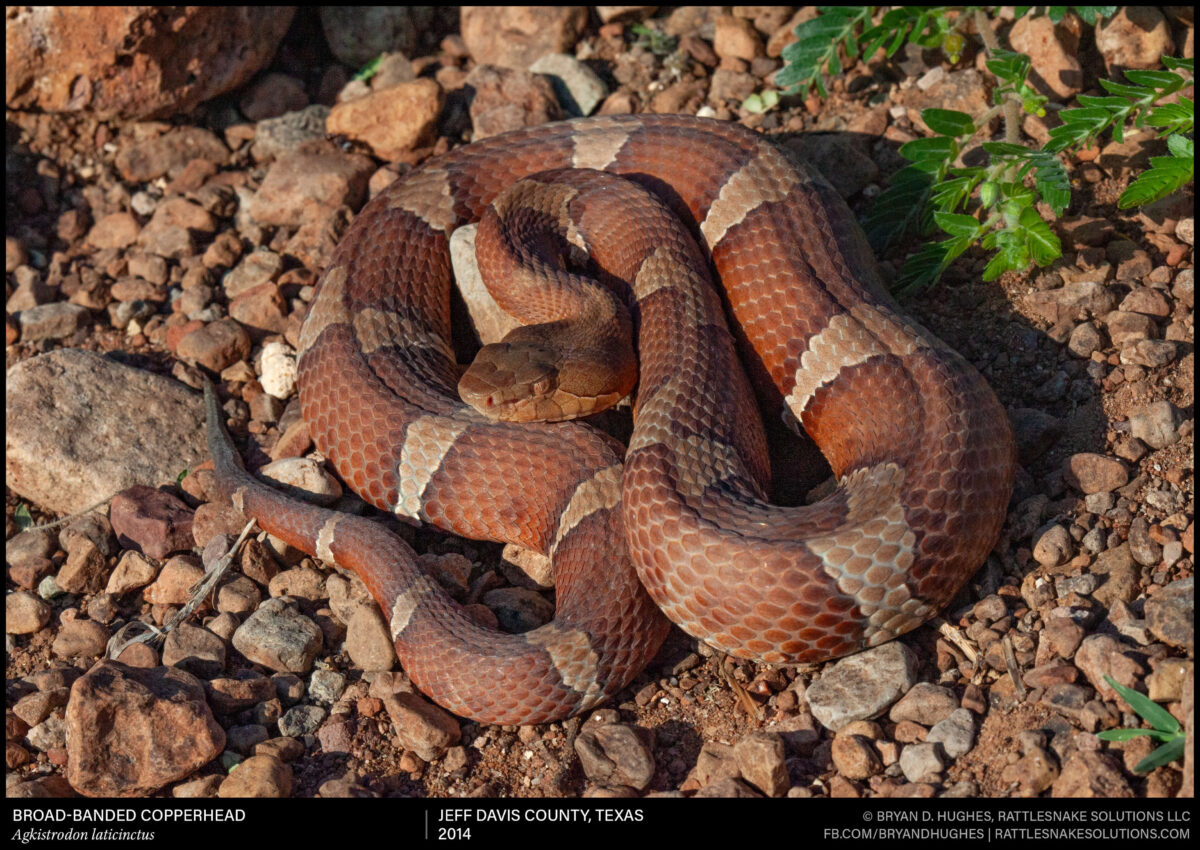 Agkistrodon Archives - Field Herper