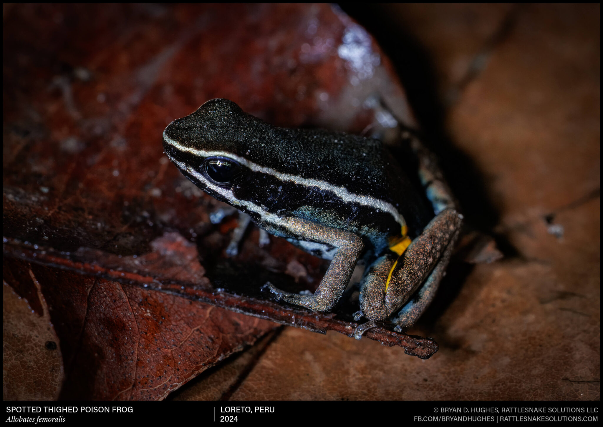 Spotted Thighed Poison Frog - Field Herper