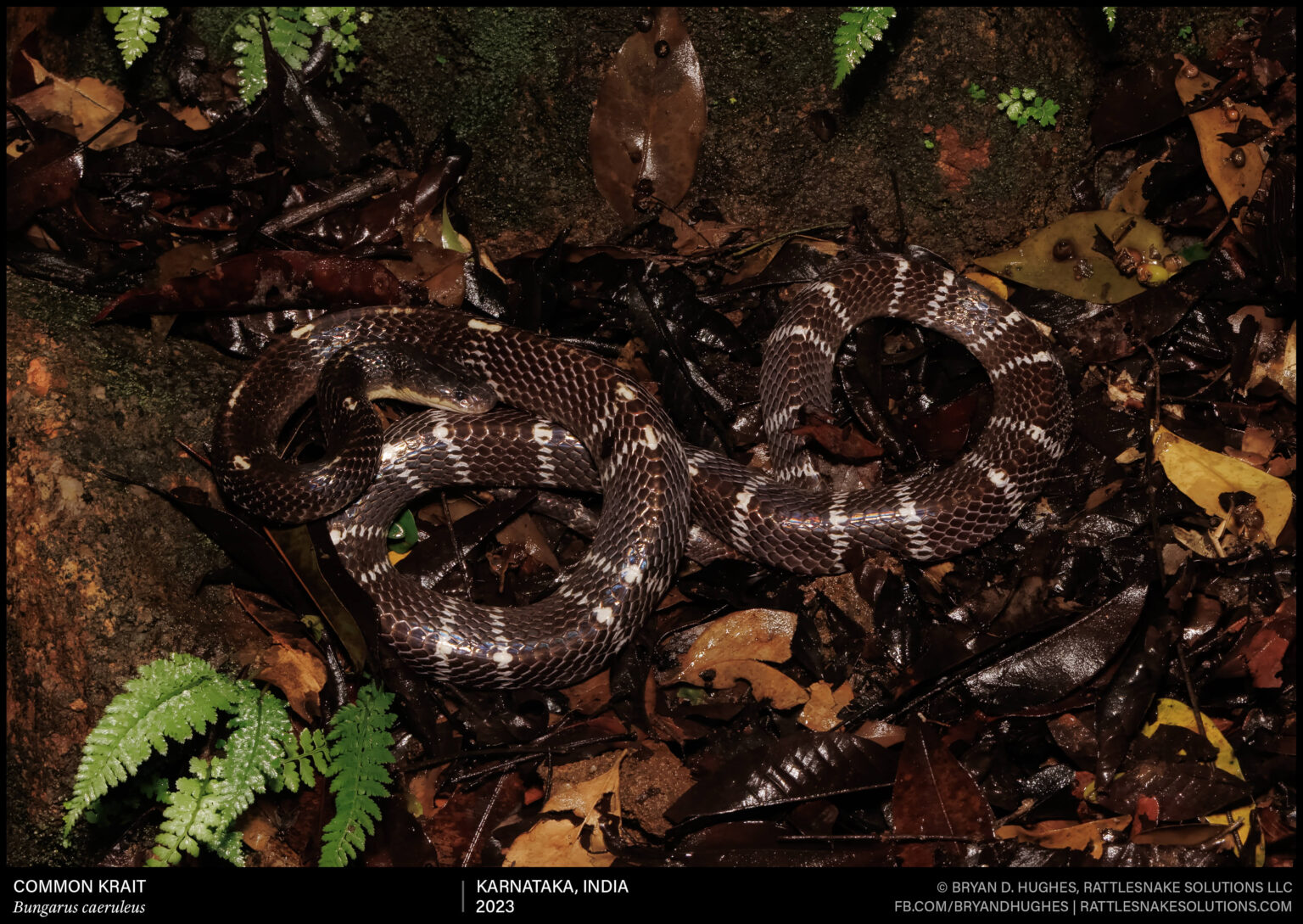 Common Krait in India - Field Herper