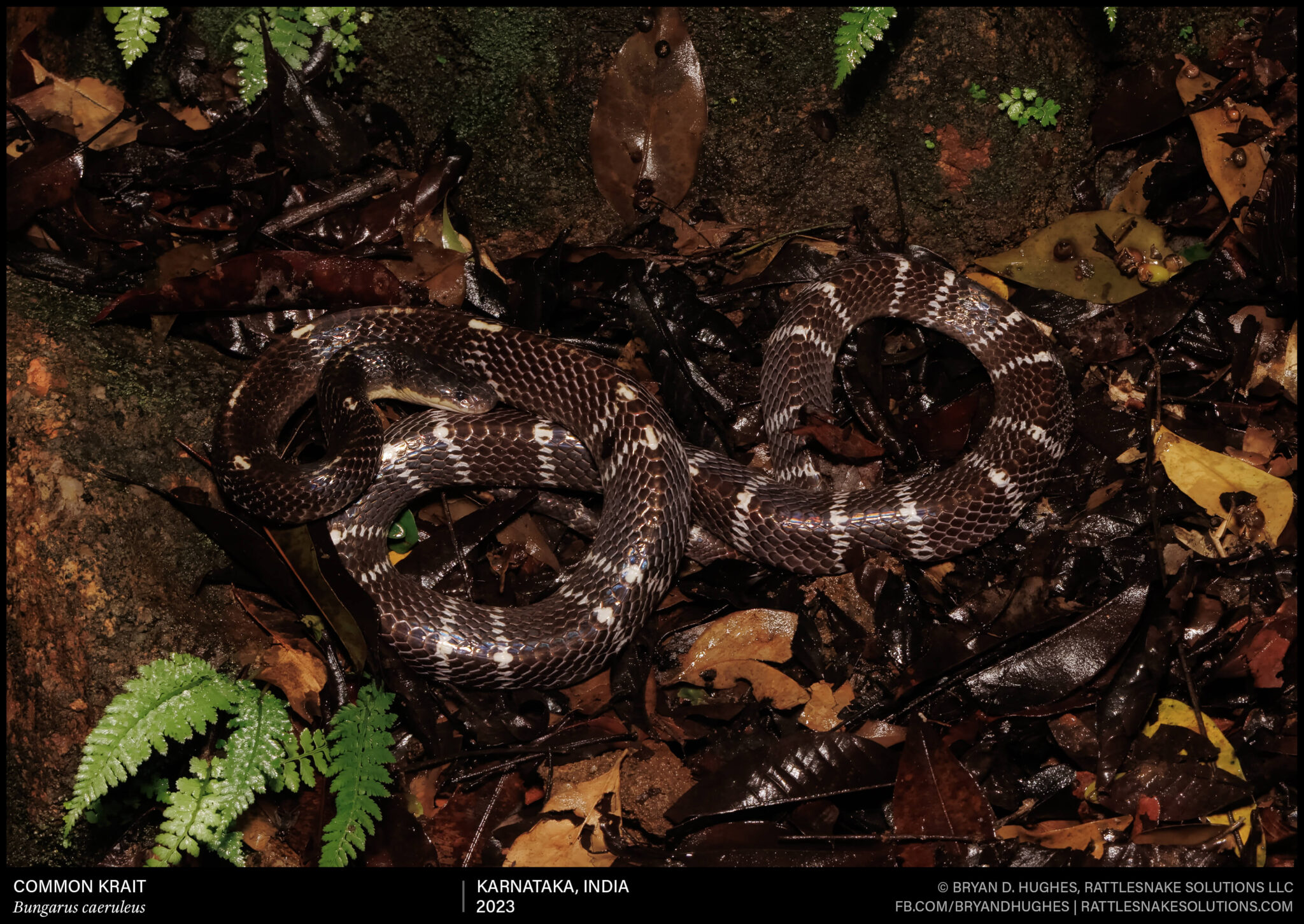 Common Krait in India - Field Herper
