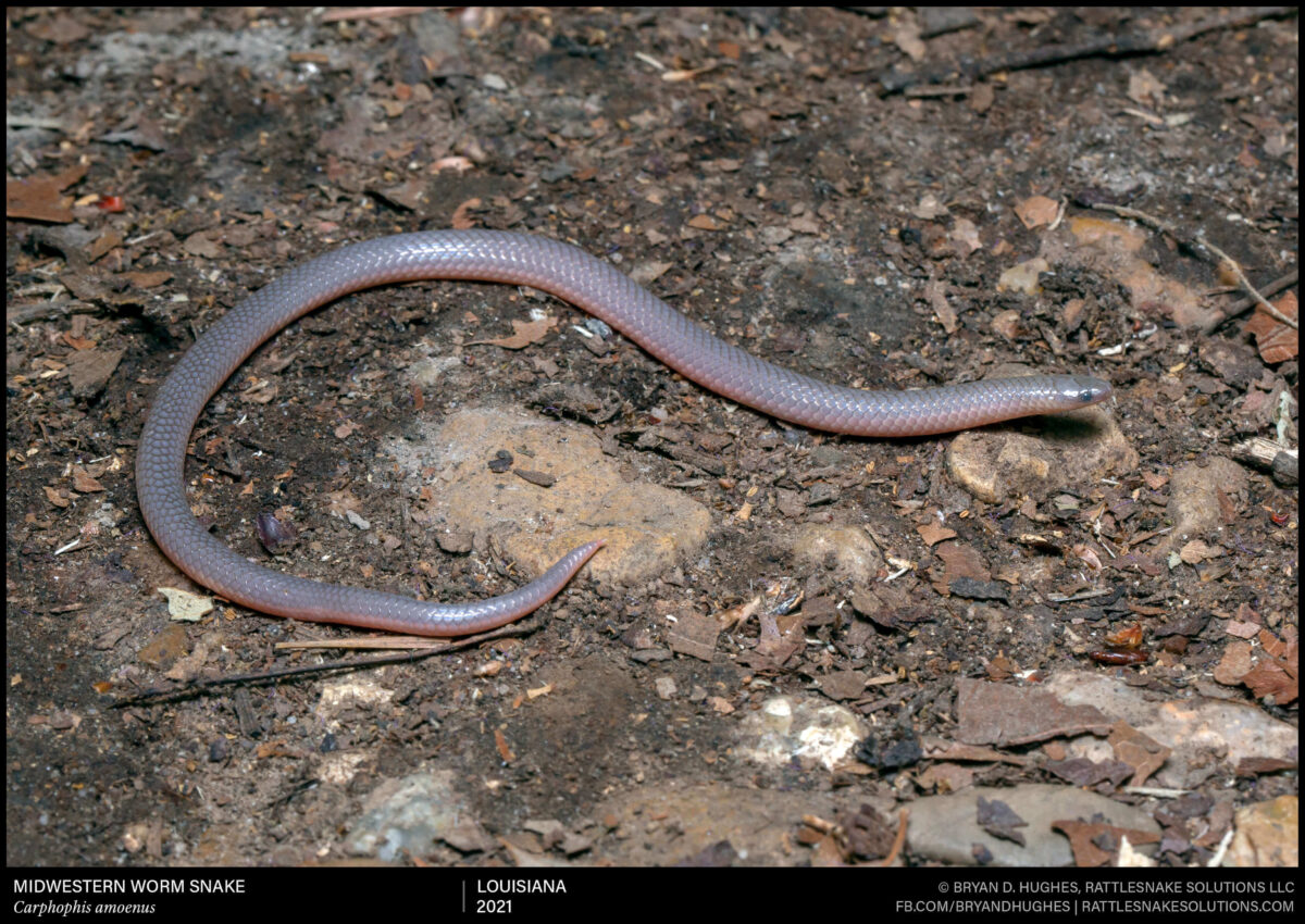 Worm Snake - Field Herper