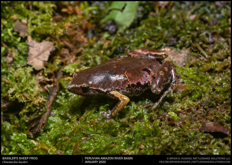 Bassler's Sheep Frog - Field Herper