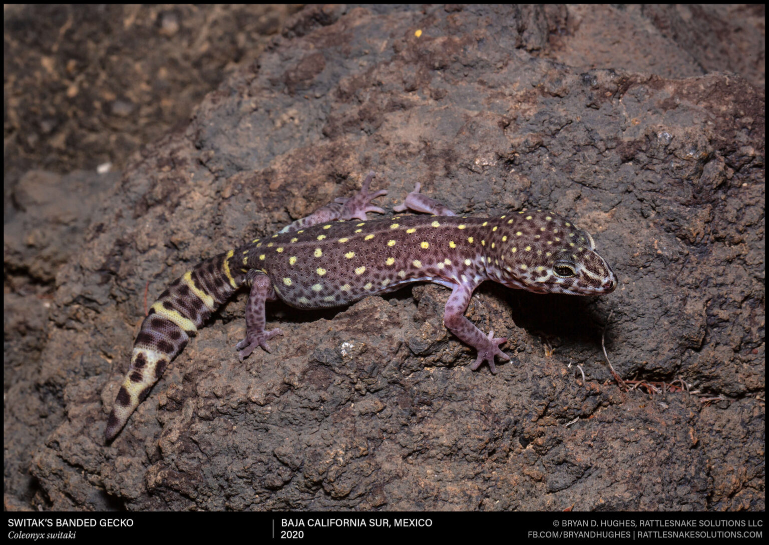 Switak's Banded Gecko - Field Herper