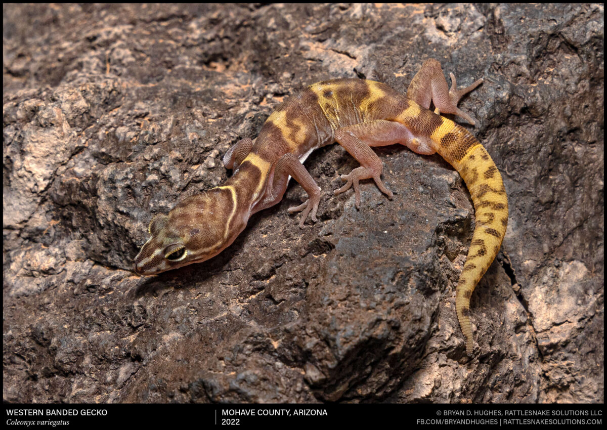 Western Banded Gecko - Field Herper