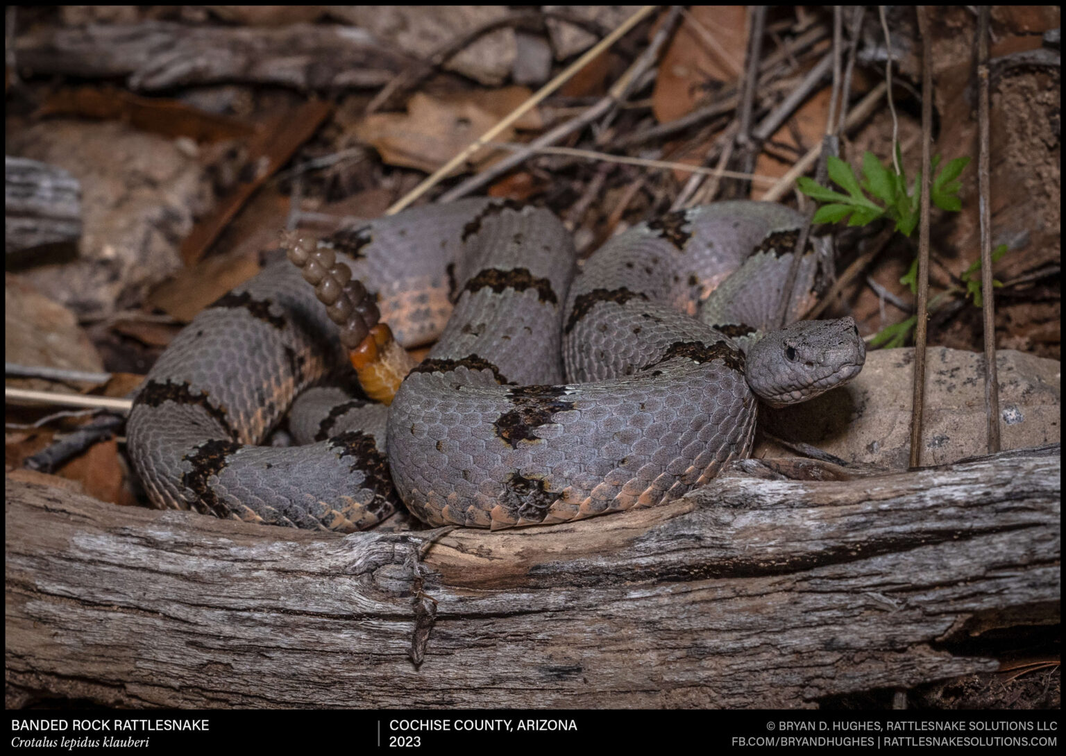Banded Rock Rattlesnake - Field Herper