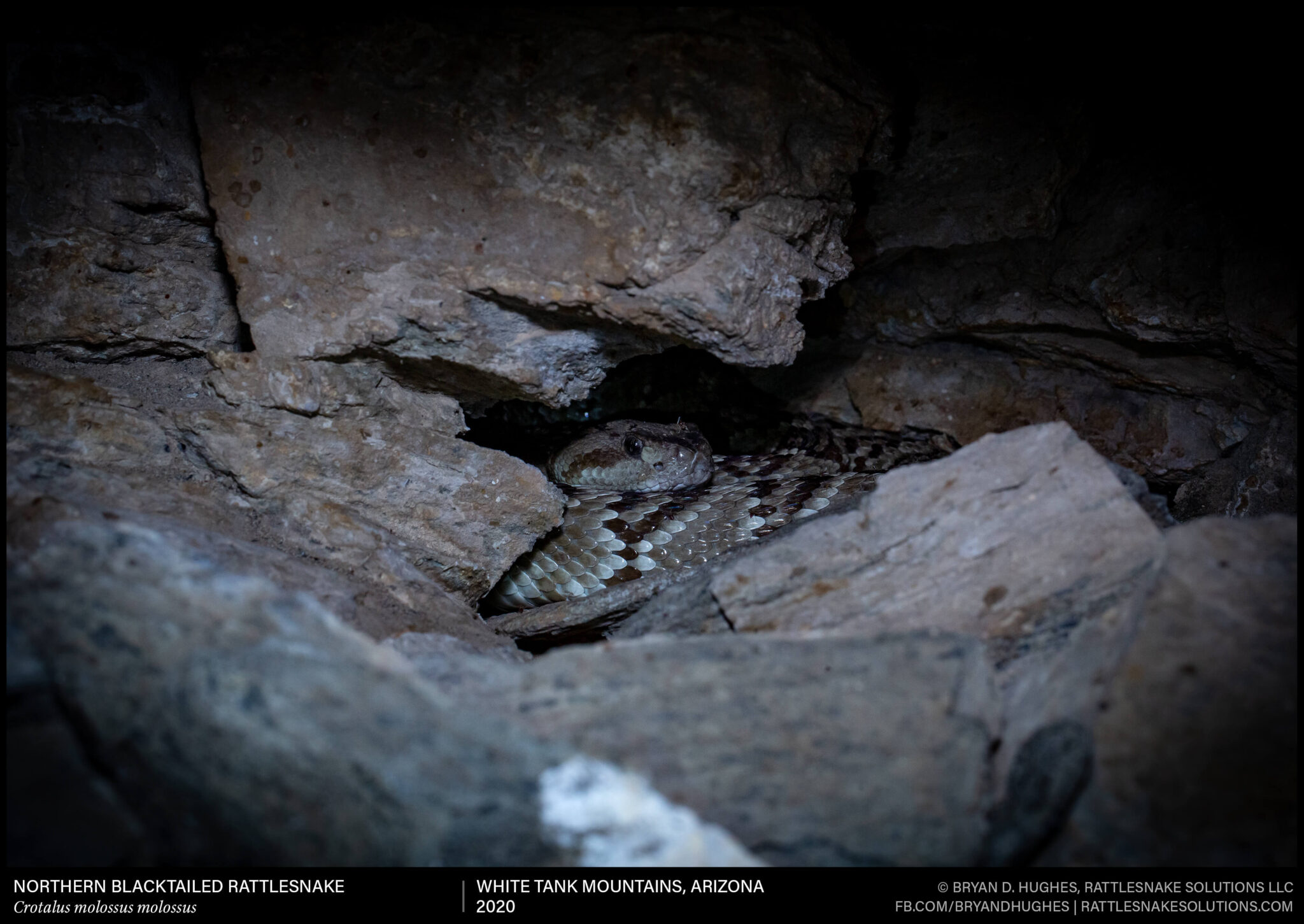 Blacktailed Rattlesnake In A Cave - Field Herper