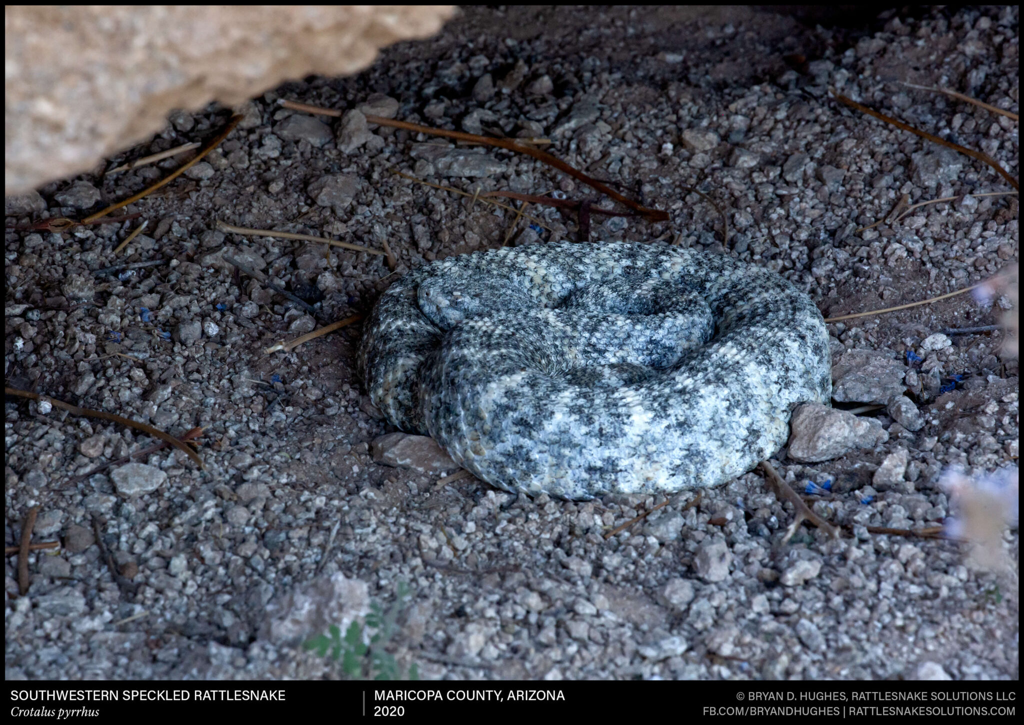 Speckled Rattlesnake In A Cave - Field Herper