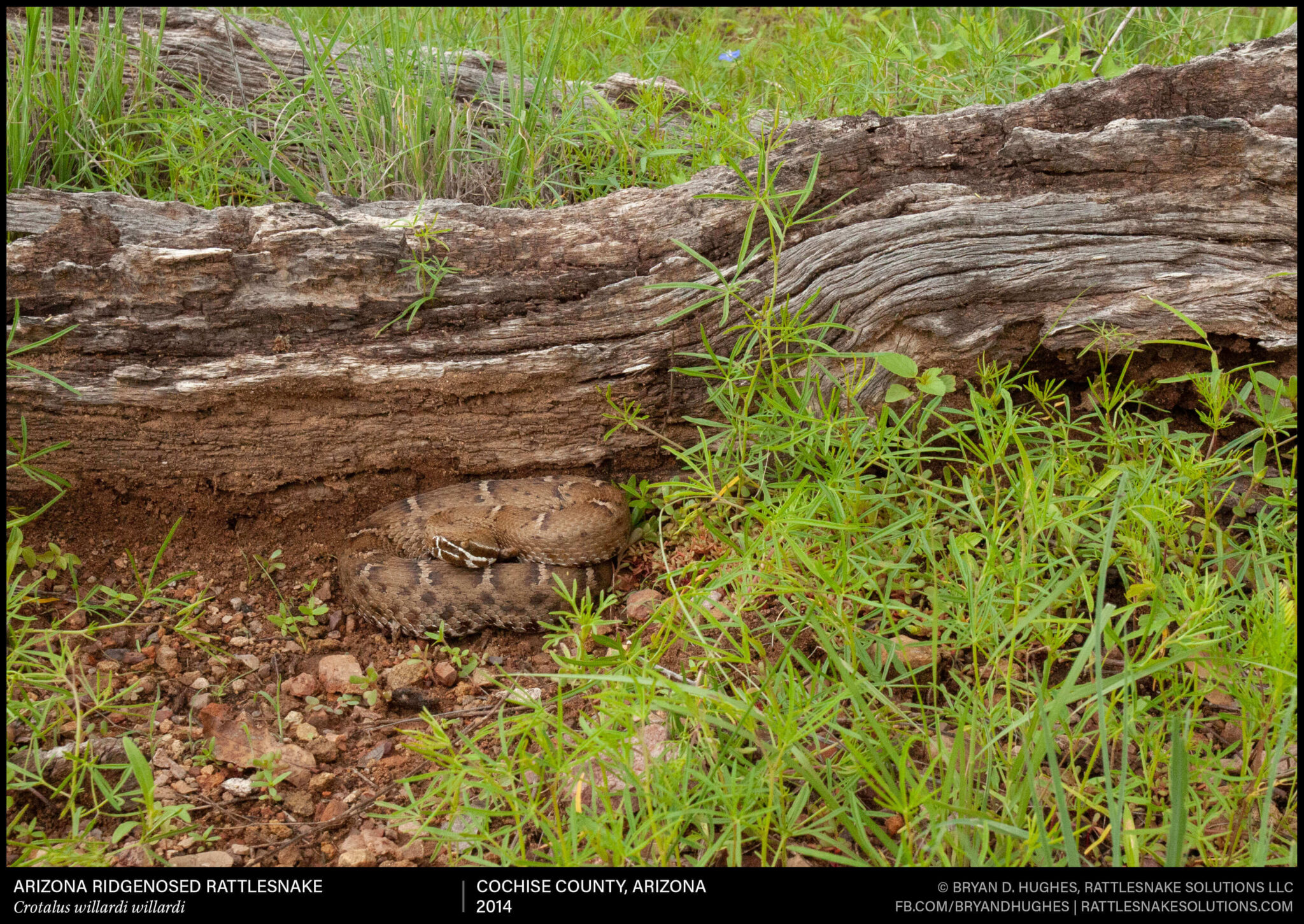 Arizona Ridgenosed Rattlesnake In Habitat - Field Herper