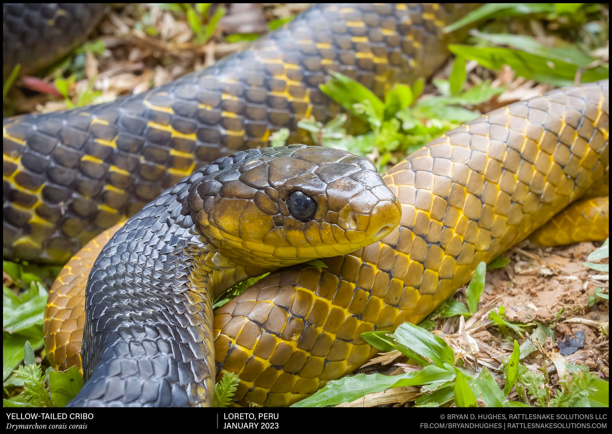 Yellow-tailed Cribo - Field Herper