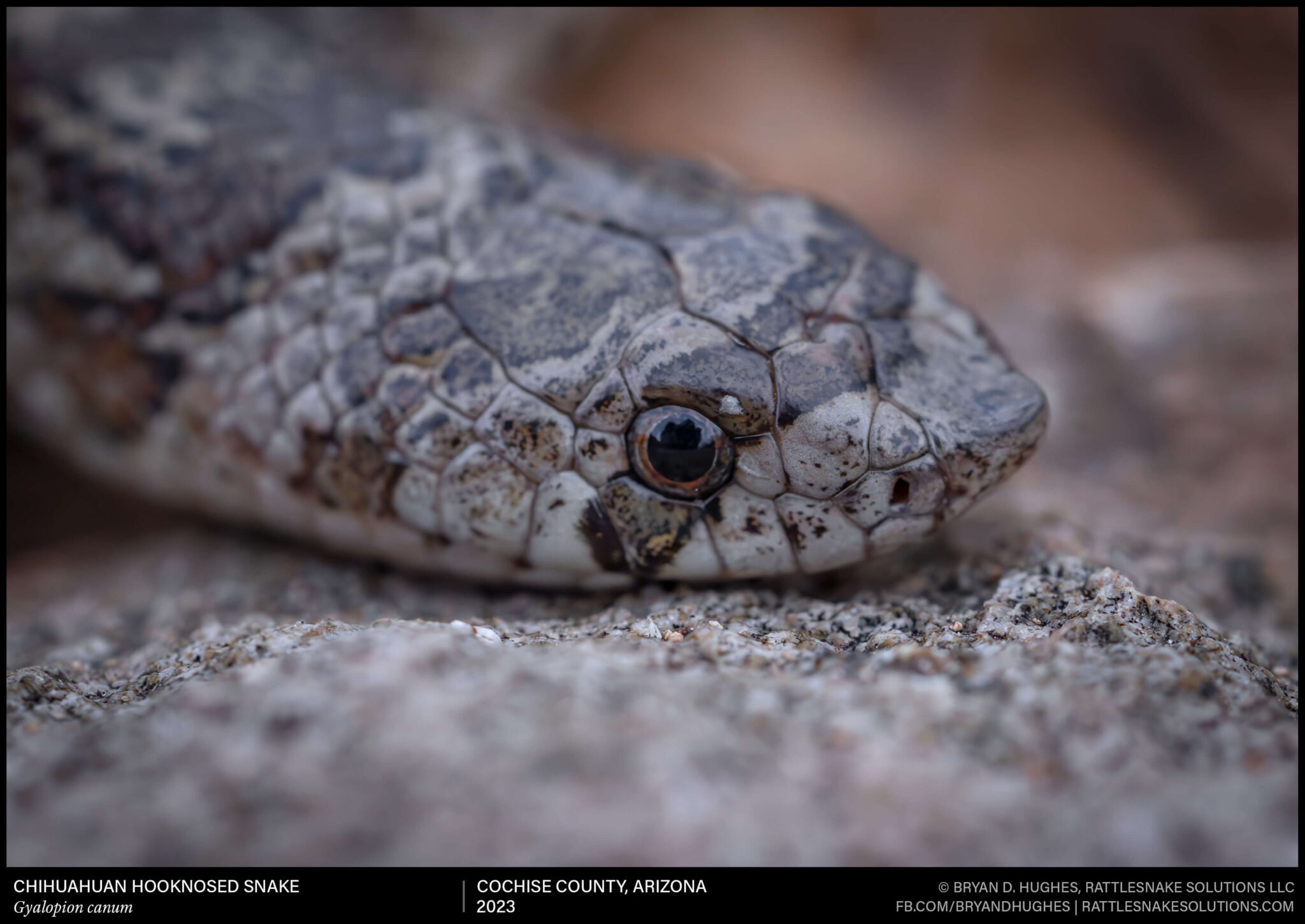 Chihuahuan Hook-nosed Snake Face - Field Herper