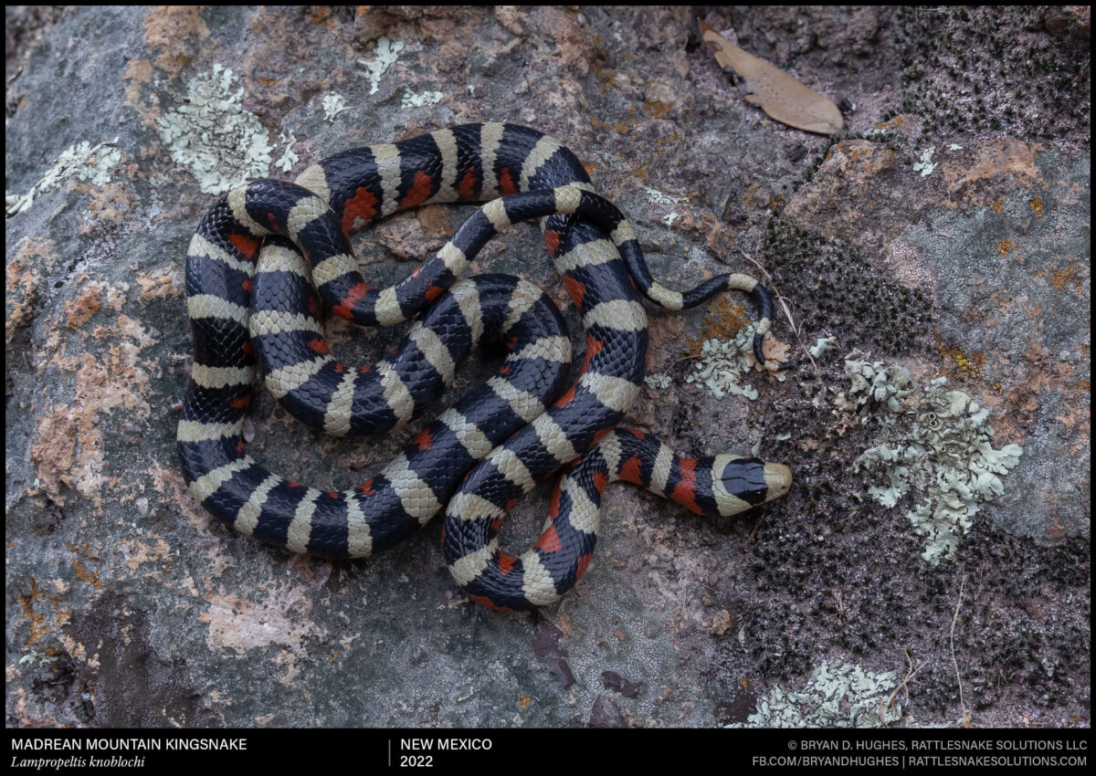 Madrean Mountain Kingsnake - Field Herper