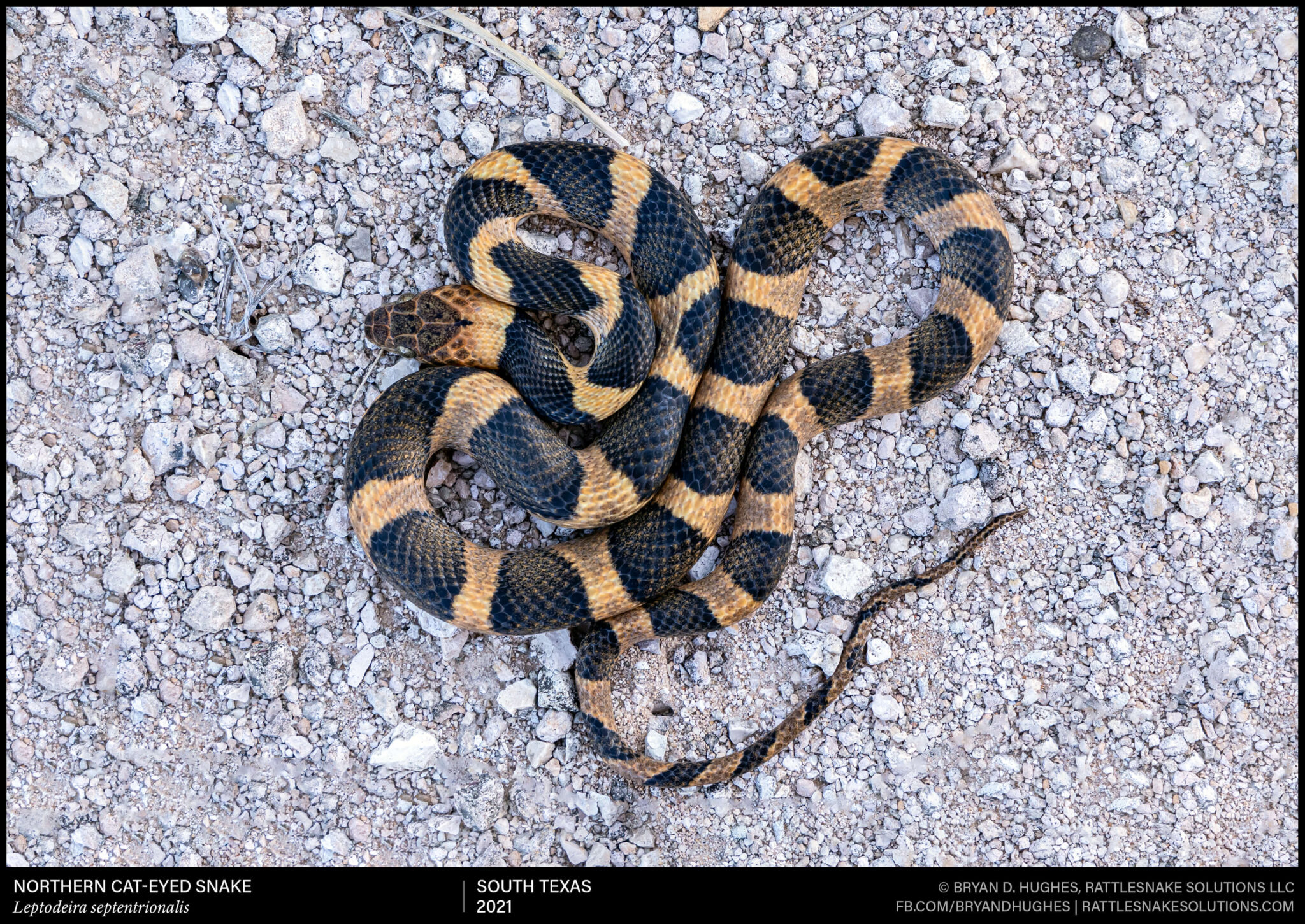 Cat-eyed Snakes of Texas - Field Herper