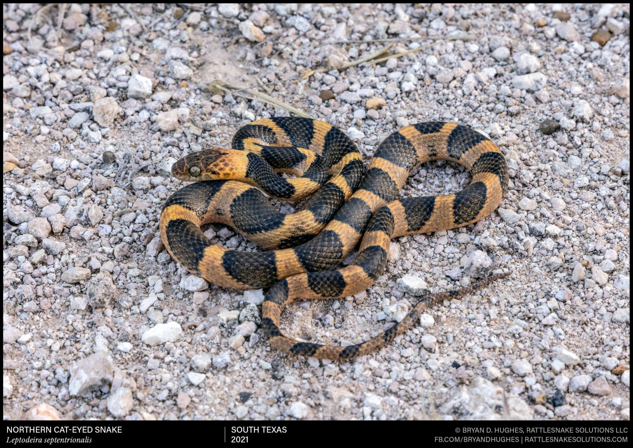 Cat-eyed Snakes of Texas - Field Herper