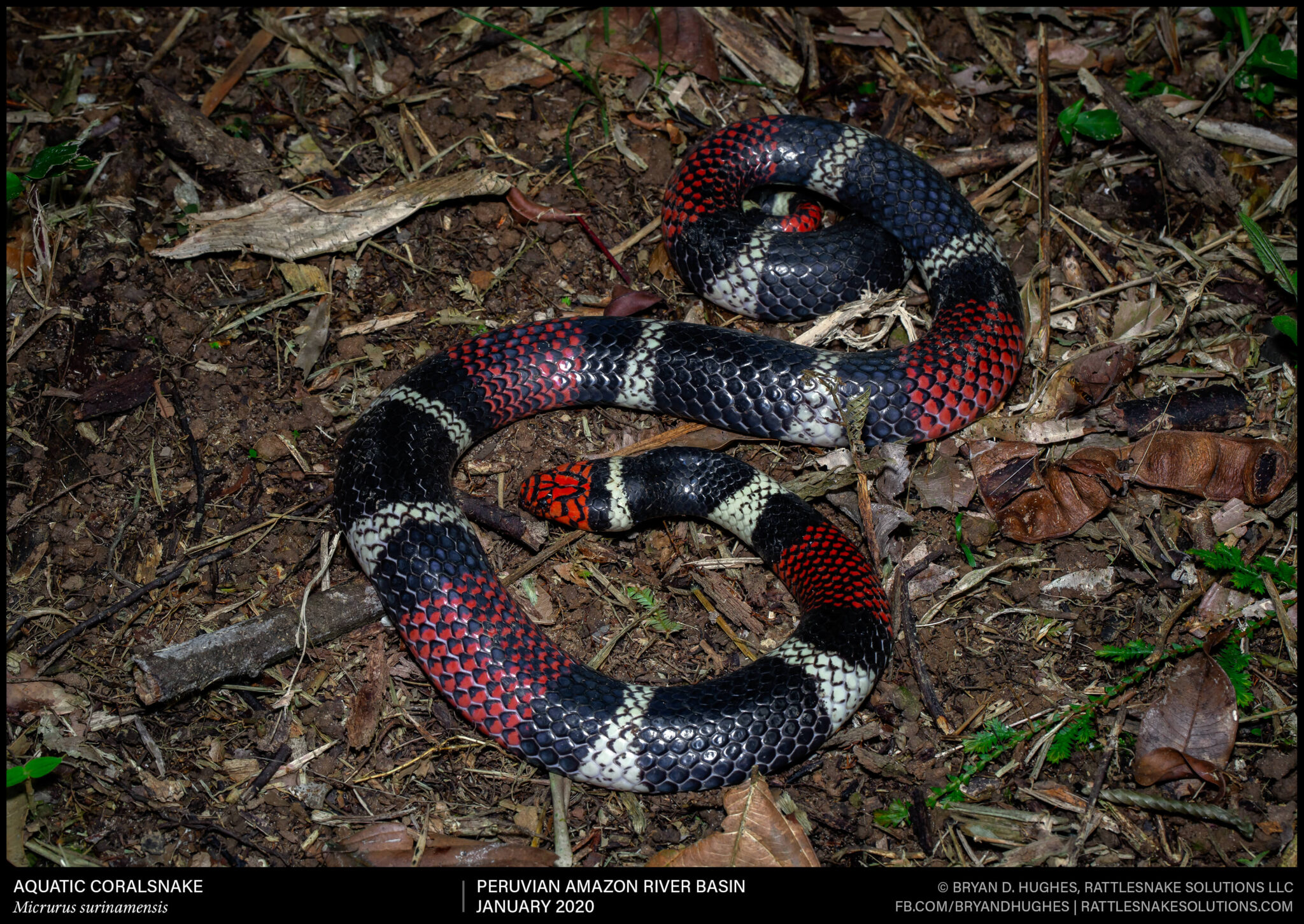 Aquatic Coralsnake in Peru - Field Herper