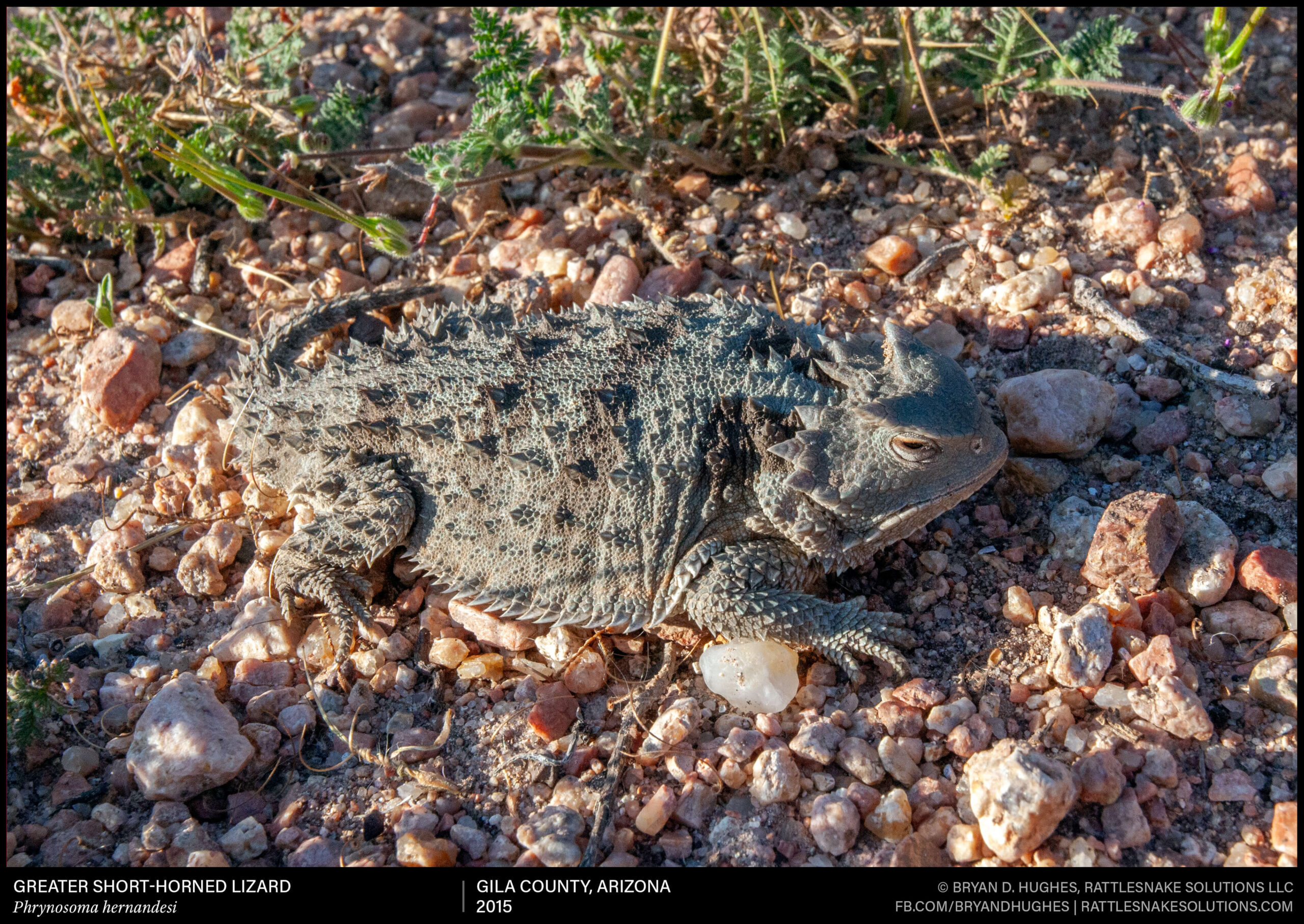Horned Lizards In Arizona