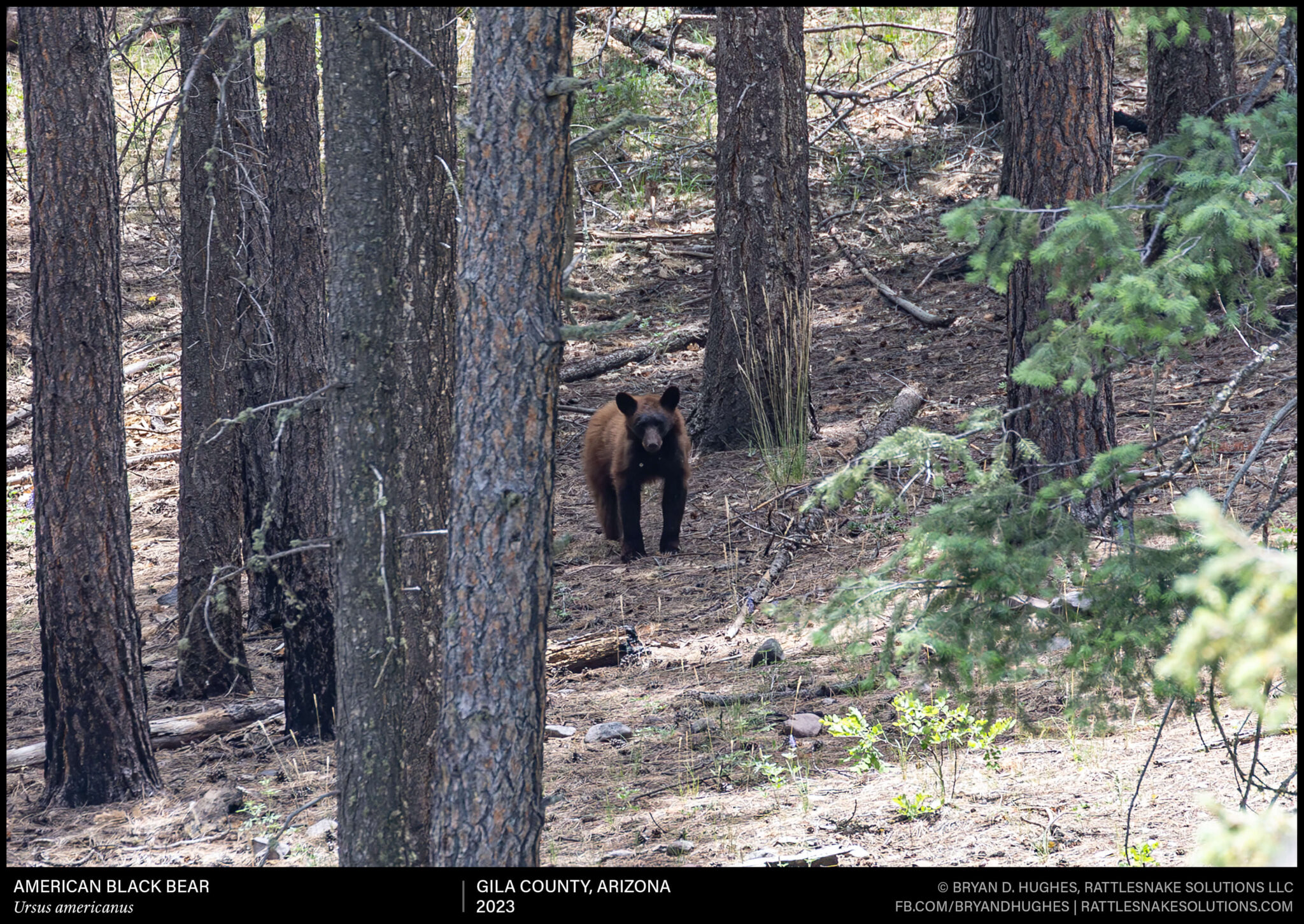 American Black Bear - Field Herper