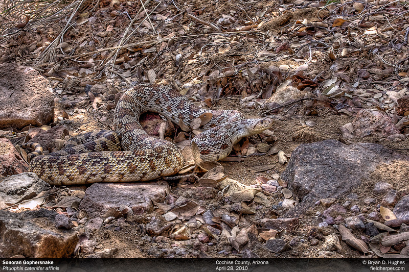 P-c-affinis-3-042810 - Rattlesnake Solutions