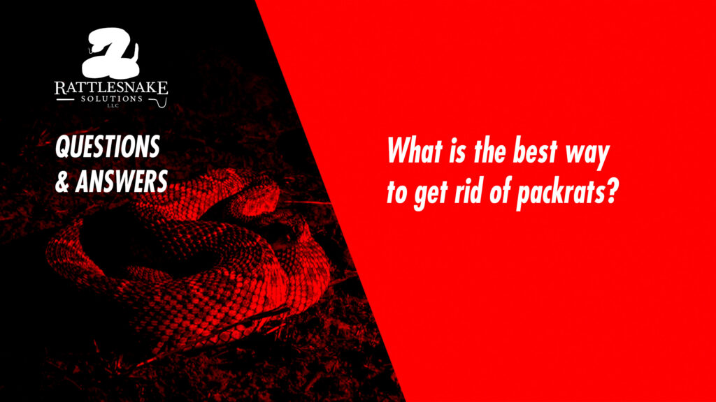 - Rattlesnake Solutions