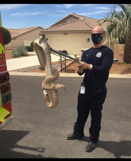 Yes, this is a real picture. No, it's not that big. - Rattlesnake Solutions
