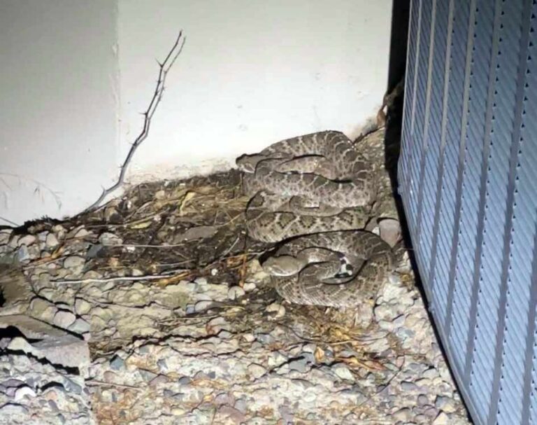 Rattlesnakes in a Heat Wave – What Homeowners Should Know About Snakes ...