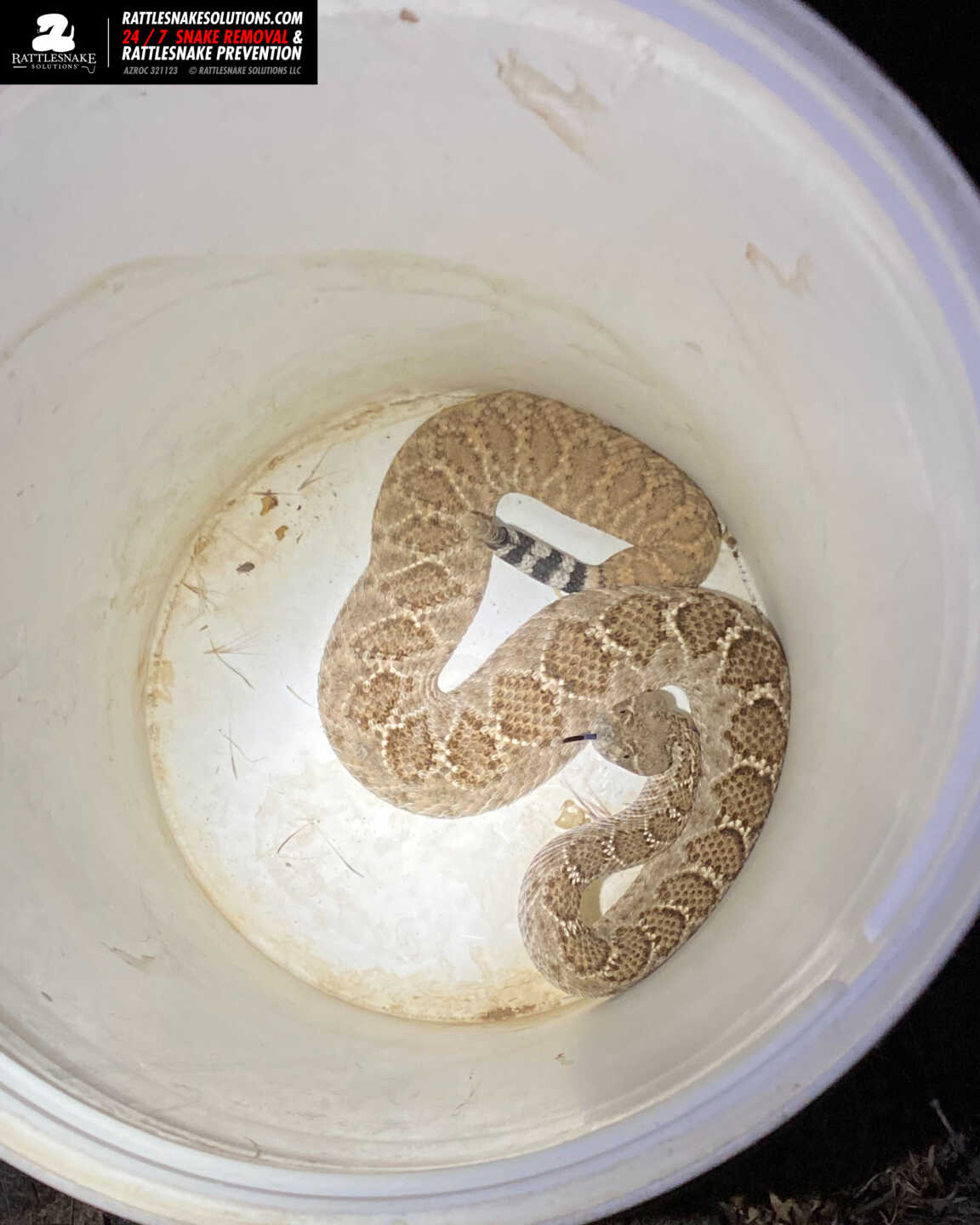 Snake Removals – Updated 11/24/2020 – Arizona Snake Removal Gallery