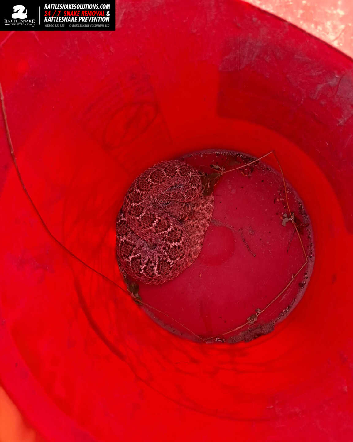 Snake Removals – Updated 11/30/2020 – Arizona Snake Removal Gallery