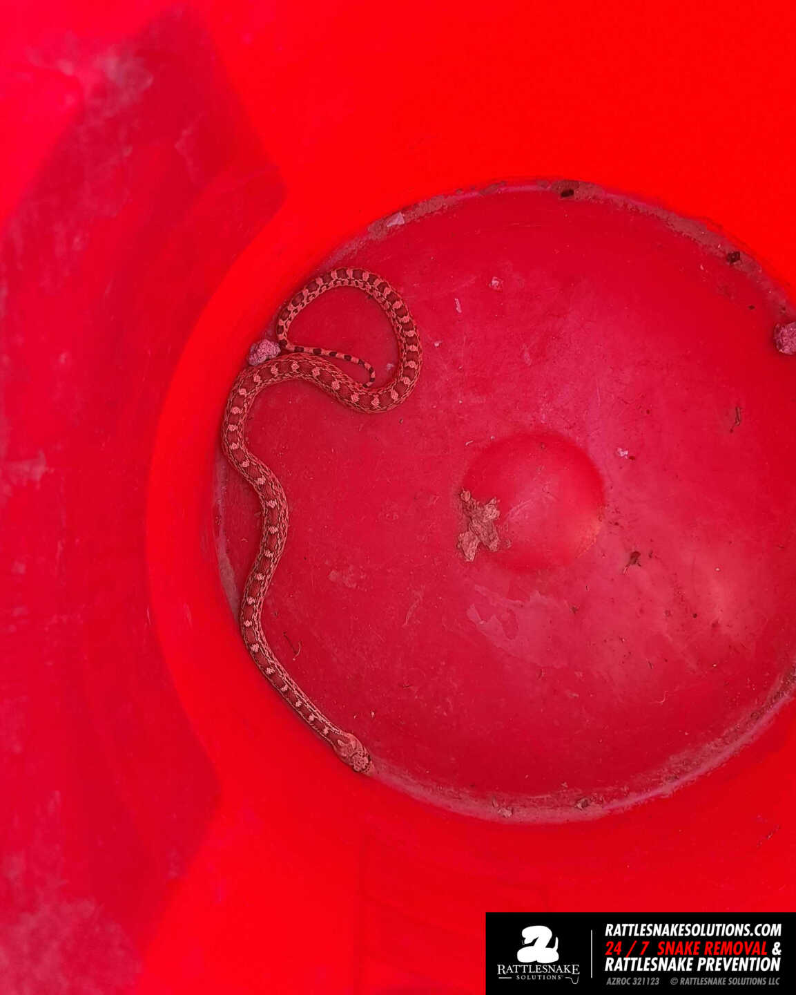 Snake Removal and Rattlesnake Proofing Updates for Feb 9 2021 – Arizona ...