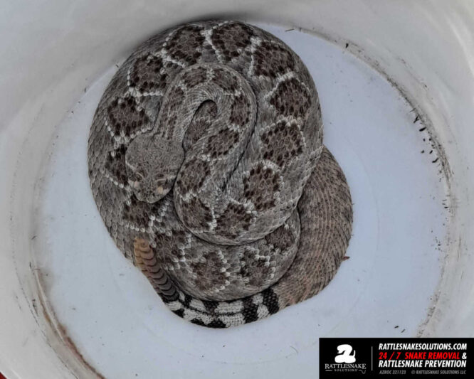 Snake Relocations Update 07/21/2021 – Arizona Snake Removal Gallery