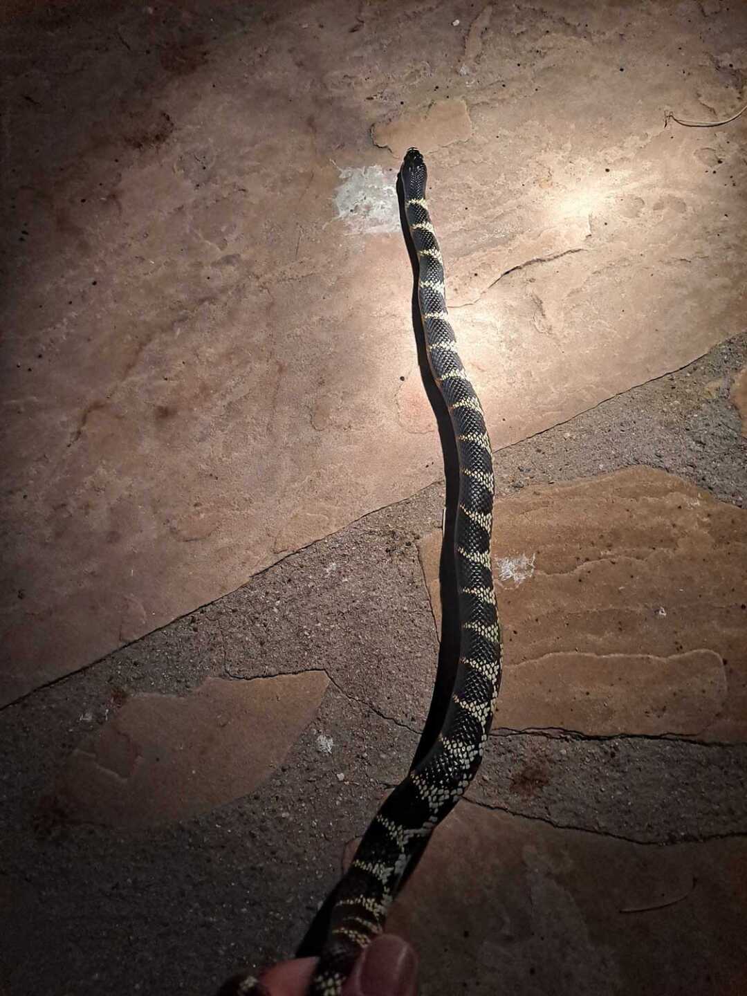 Snake Removal Update for Nov 1 2022 – Arizona Snake Removal Gallery