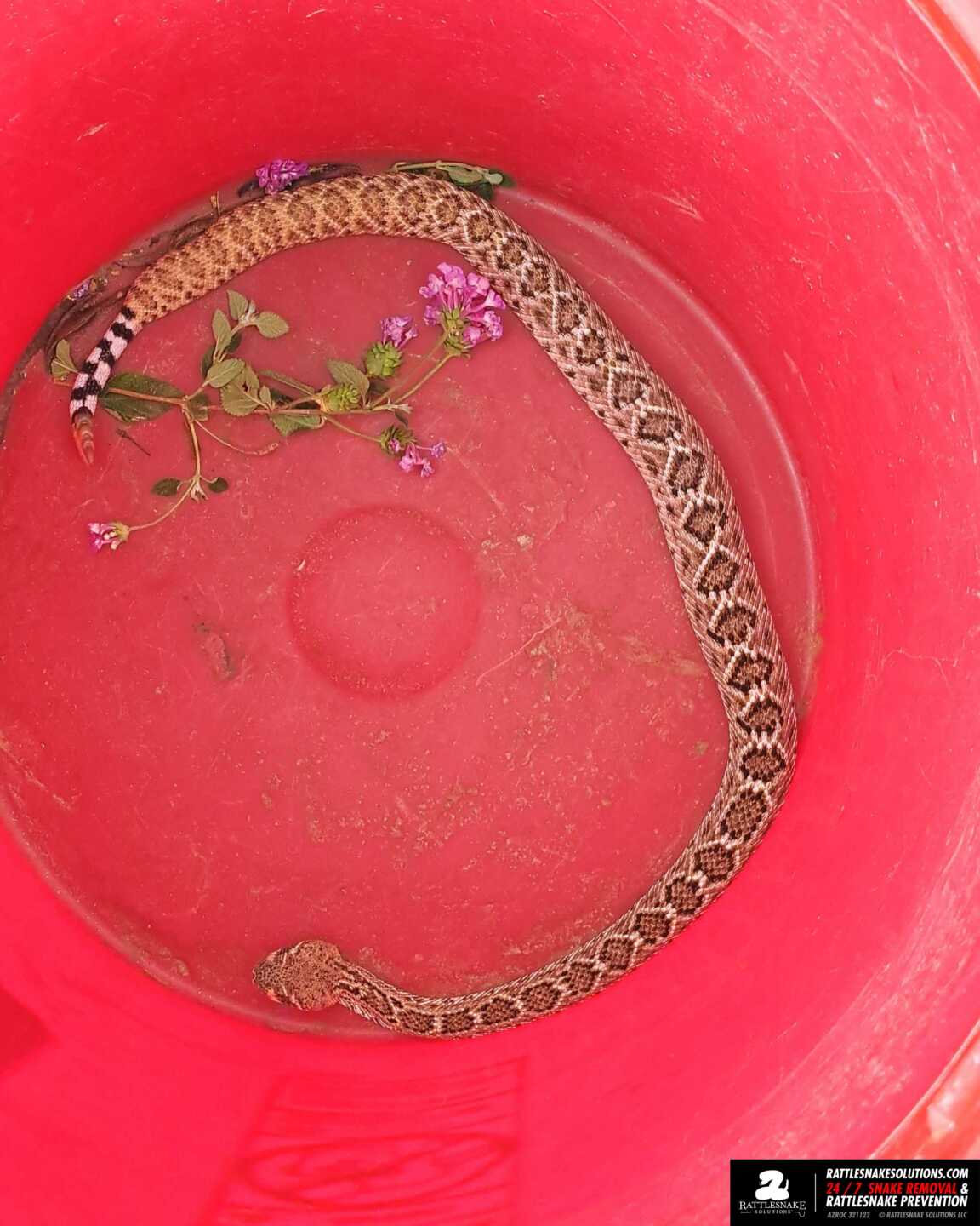 Snake Removal Phoenix and Tucson, June 2023 – Arizona Snake Removal Gallery