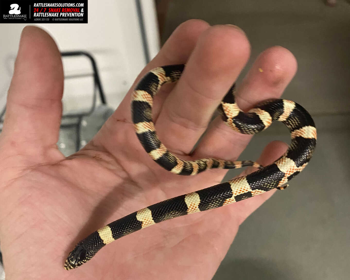Snake Removal Updates for Early December 2023 – Arizona Snake Removal ...