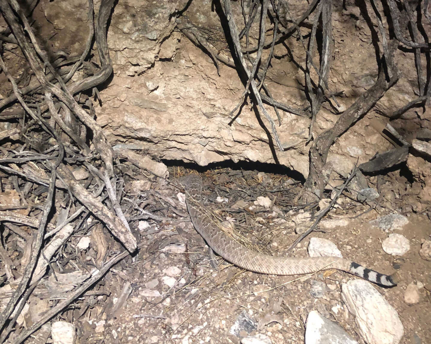 Snake Removal Updates, Late 2023 – Arizona Snake Removal Gallery