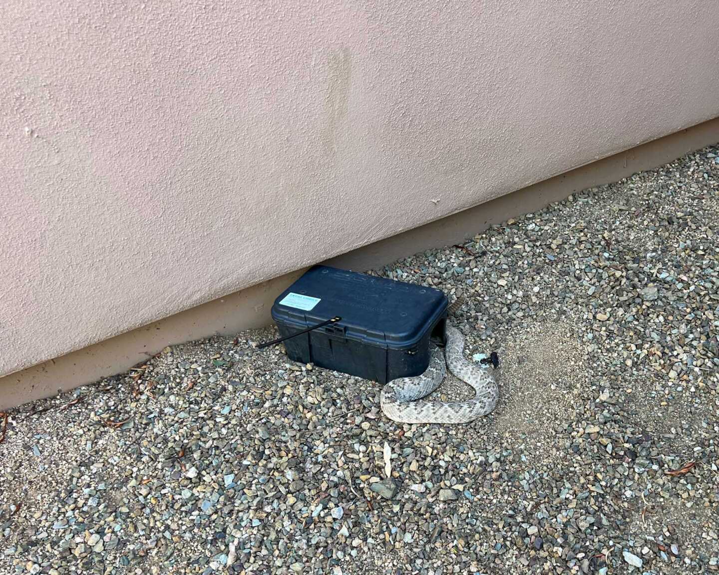 Rattlesnake Stuck In Snap Trap – Arizona Snake Removal Gallery