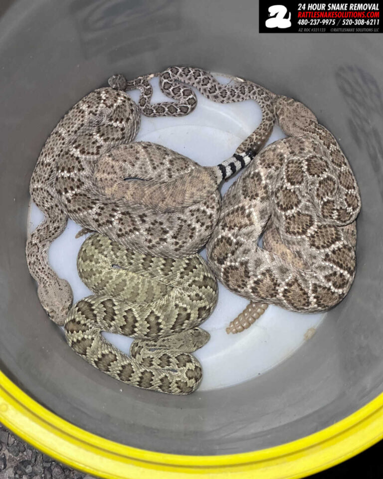 Successful Property Inspection: Bucket Of Rattlesnakes – Arizona Snake ...