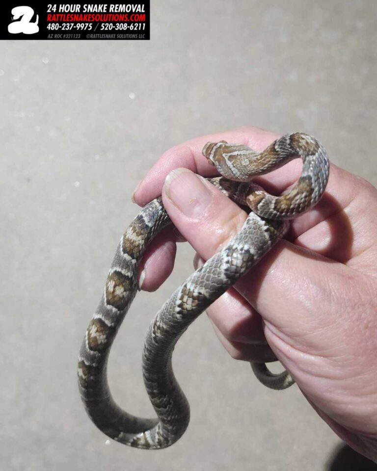Sonoran Lyresnake Found Climbing The Garage Door – Arizona Snake ...