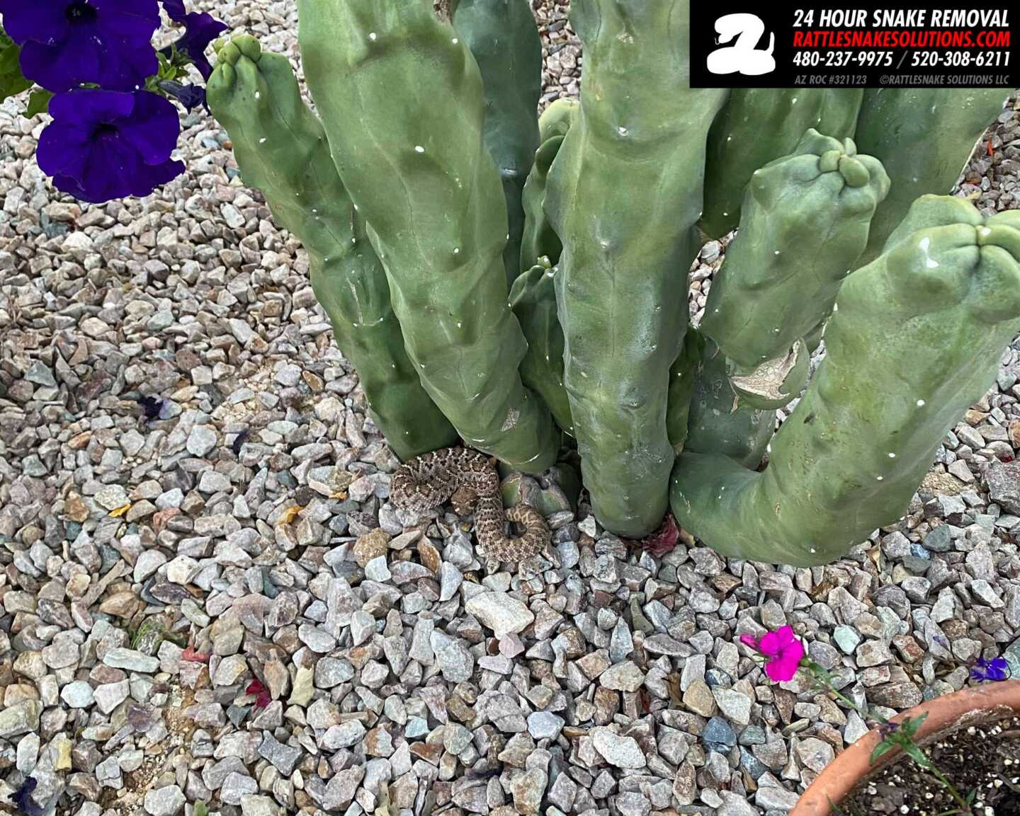 Small Rattlesnake In Marana Backyard – Arizona Snake Removal Gallery