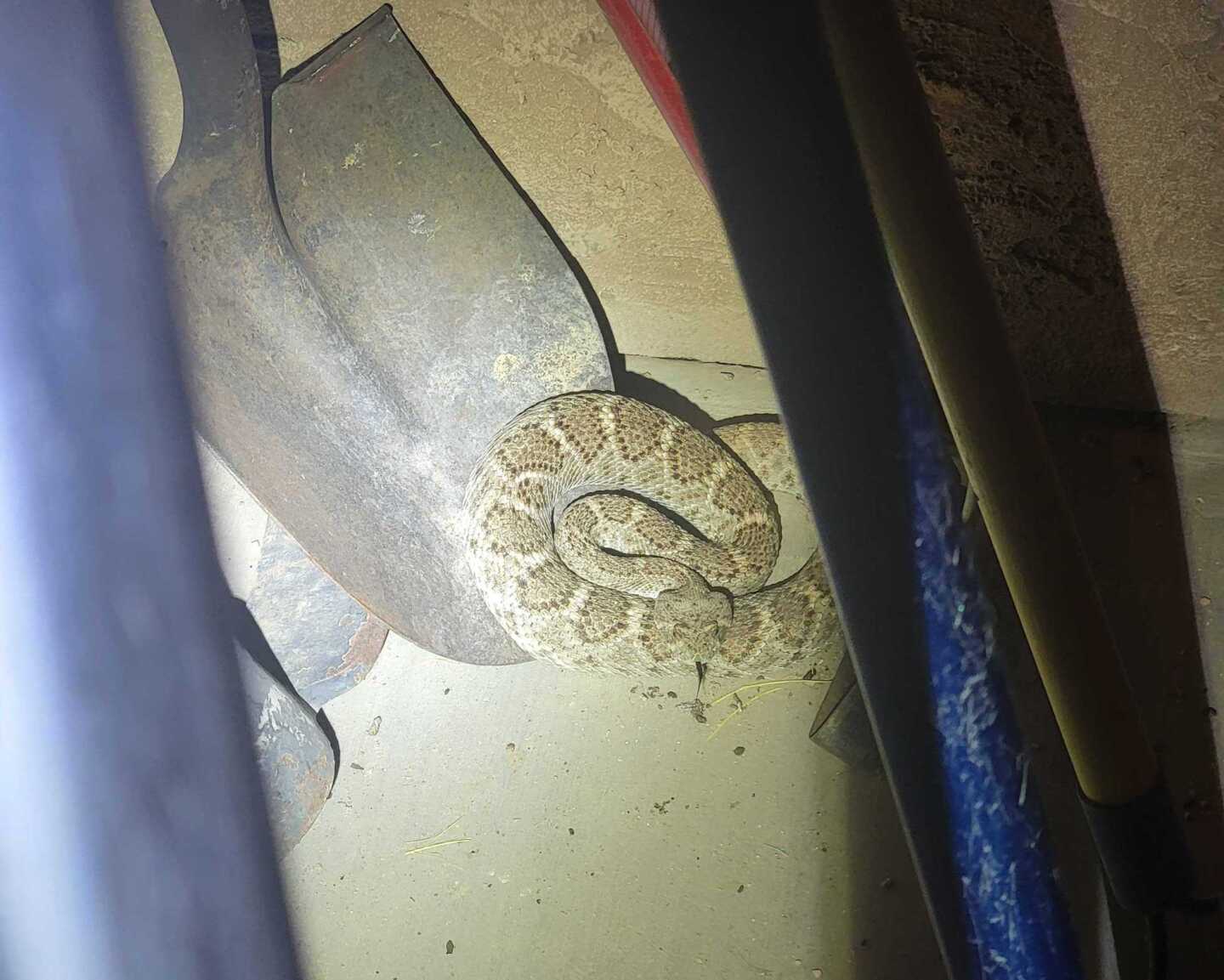 Rattlesnake On The Patio – Arizona Snake Removal Gallery