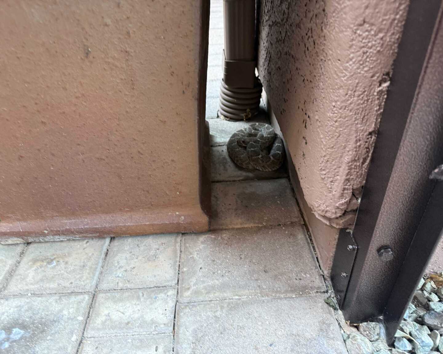Western Diamondback Rattlesnake By The Front Door – Arizona Snake ...